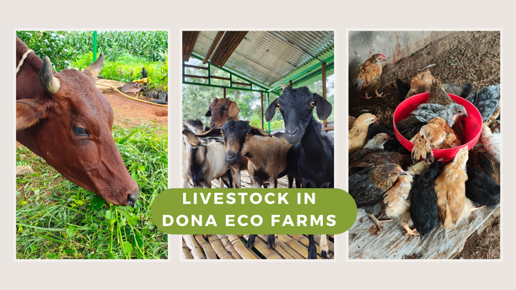Role of Livestock in Sustainable Farming: Our Goats, Cows, and Chickens ...