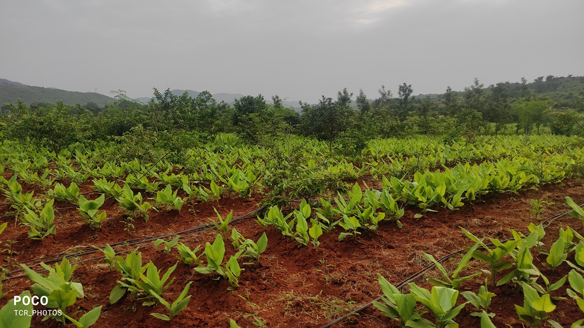 Turmeric Cultivation: Integrating Spice with Fruit Trees at Dona Eco ...
